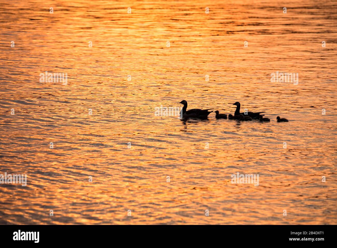 Family colors hi-res stock photography and images - Alamy