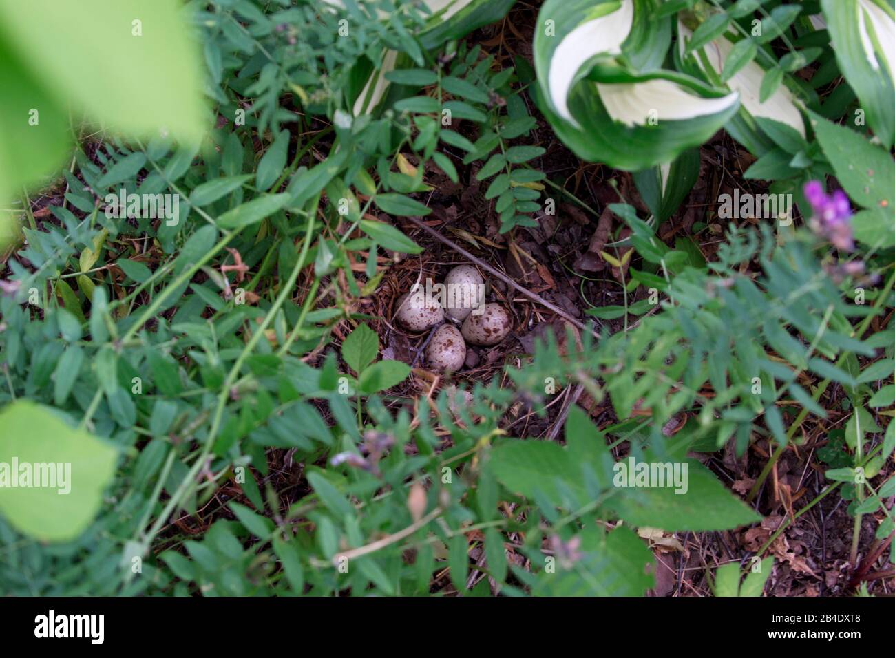 Sandpiper eggs hi-res stock photography and images - Alamy