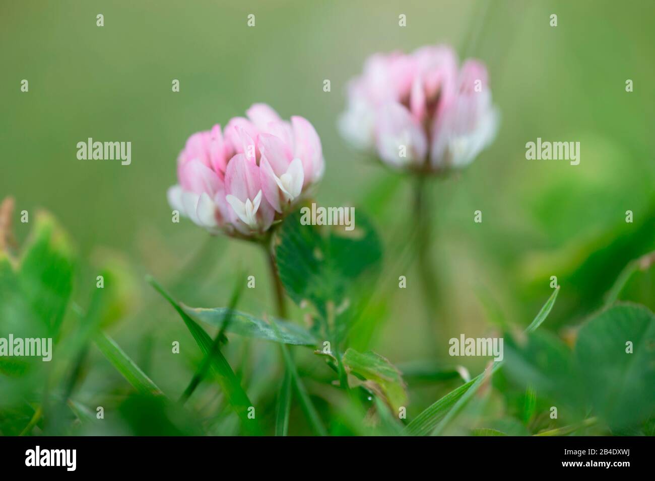 Pink clover flowers hi-res stock photography and images - Alamy