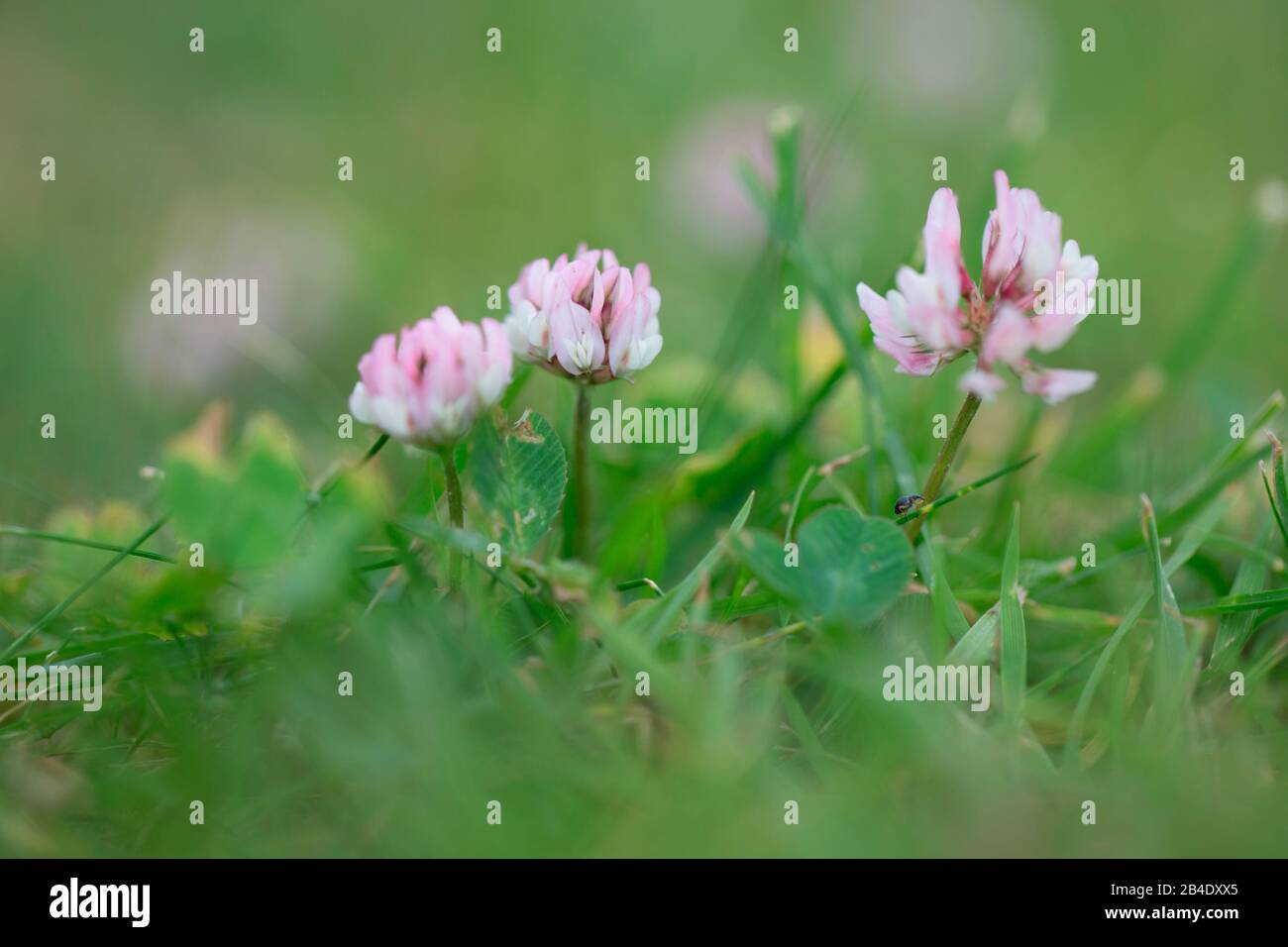 Pink clover hi-res stock photography and images - Alamy