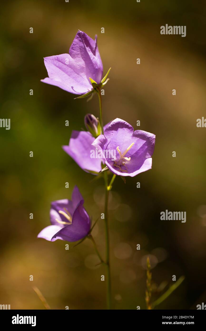 Bluebell background hi-res stock photography and images - Alamy