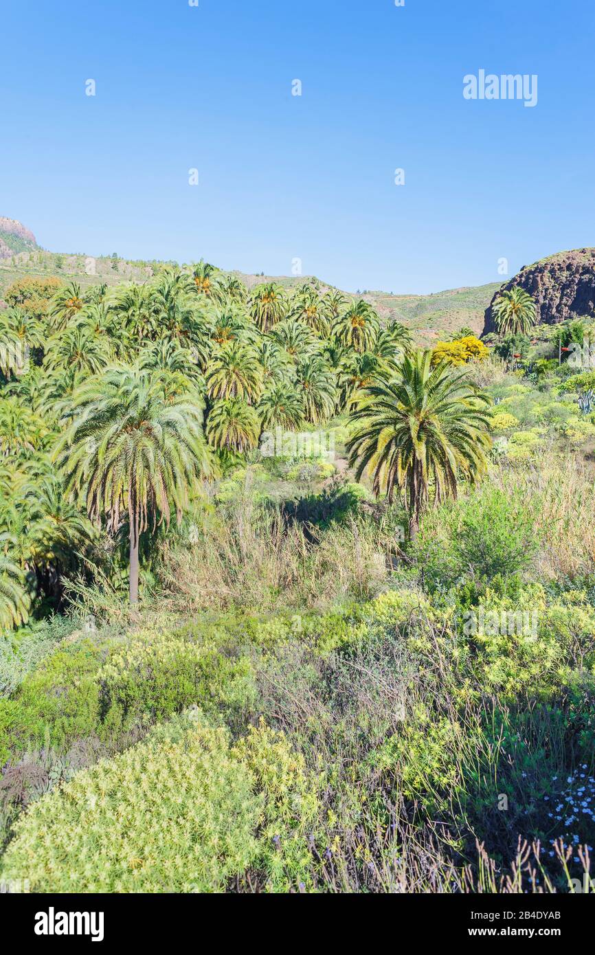 Palm trees gran canaria canary hi-res stock photography and images - Alamy