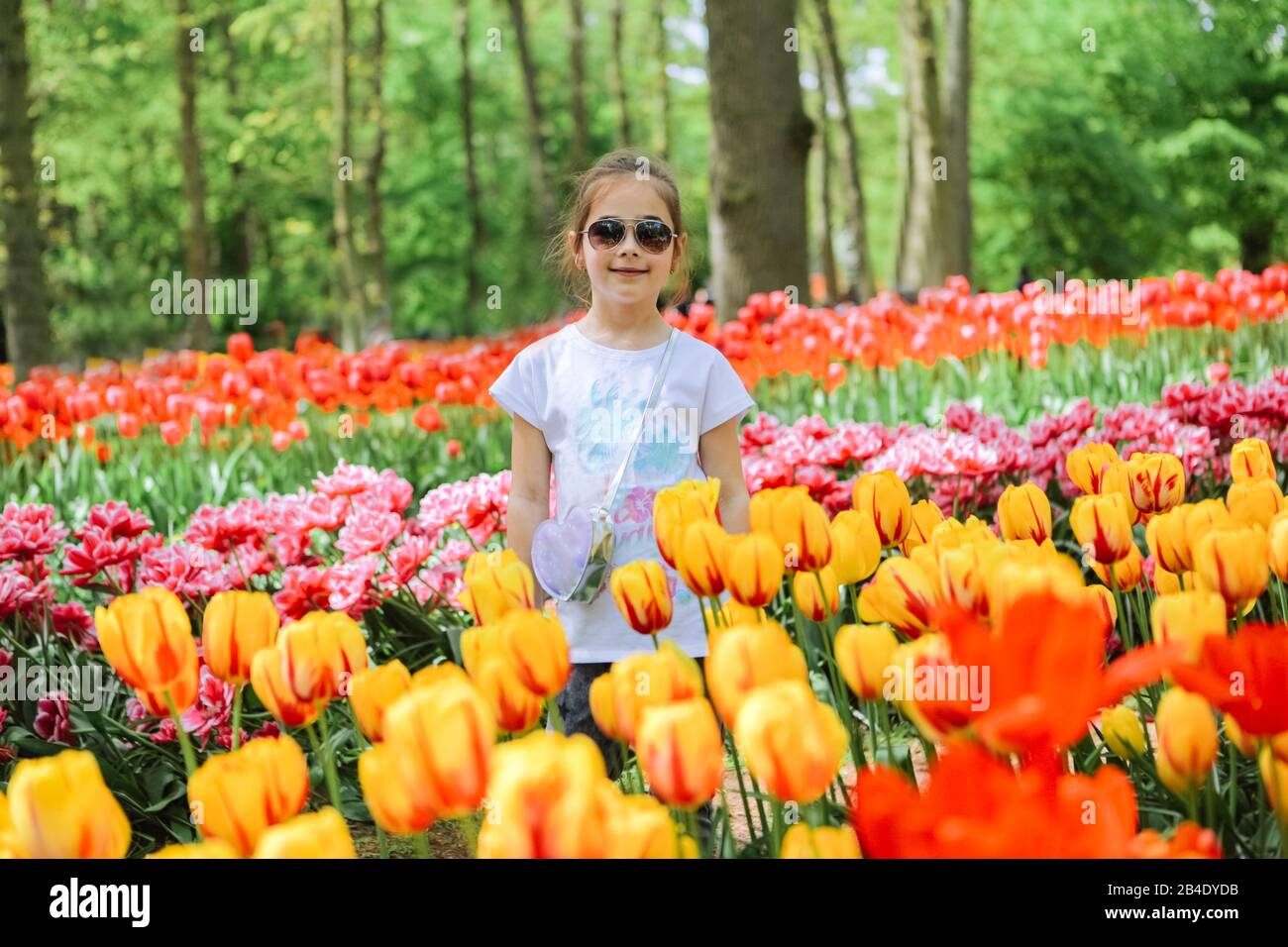 Beauriful dutch girl smelling tulip flower on tulip fields. Child in ...