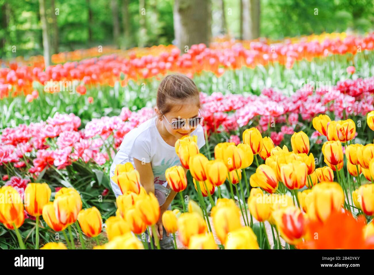 Beauriful dutch girl smelling tulip flower on tulip fields. Child in ...