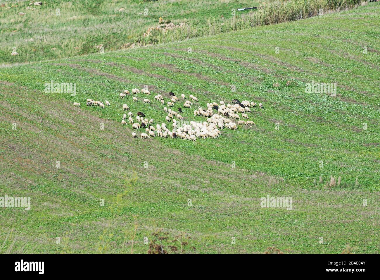 Shepherds herding flock of sheep along lane bordered with trees ...