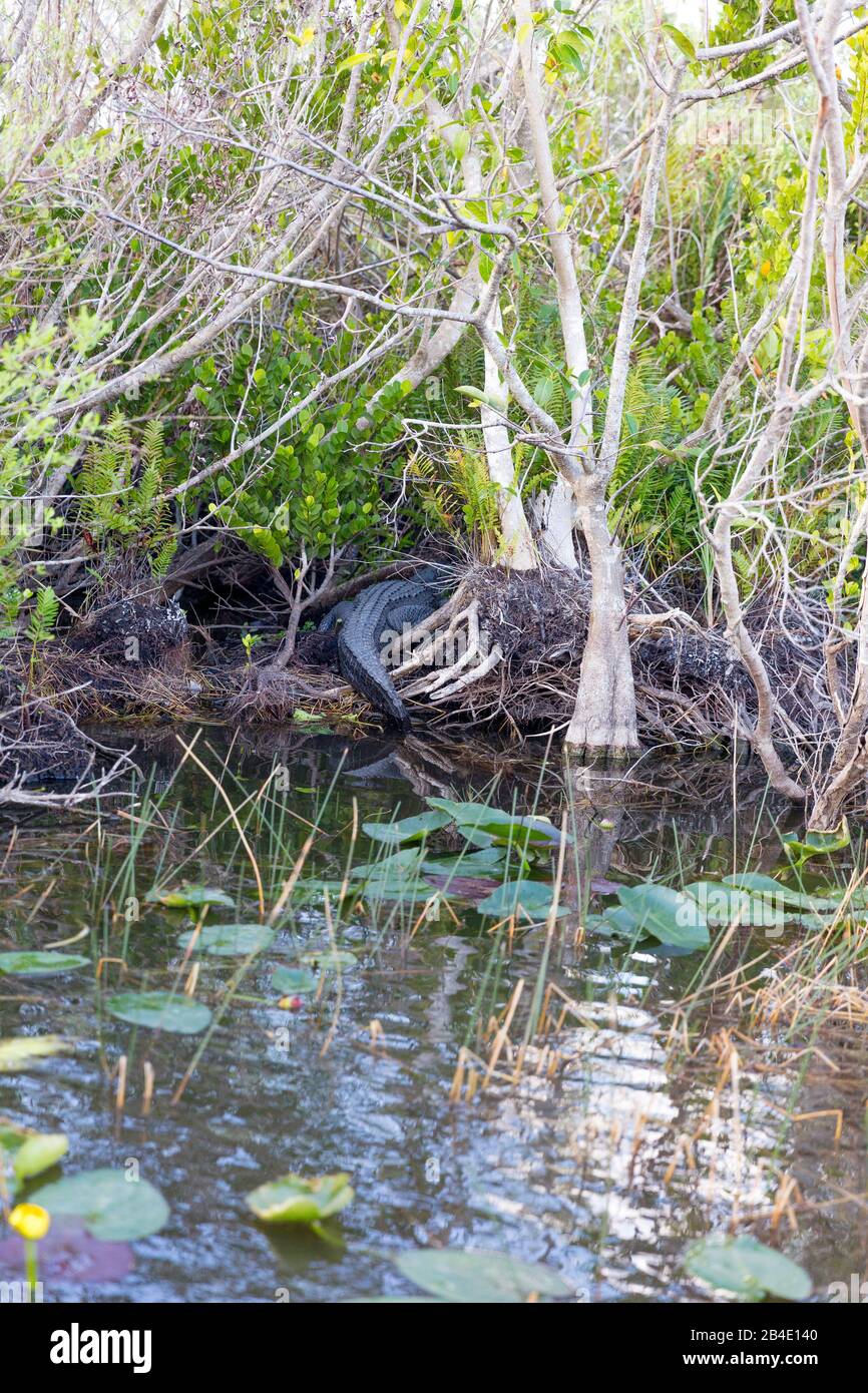 Alligator, (Alligator mississippiensis), Sumpfgebiet, Safari Park ...