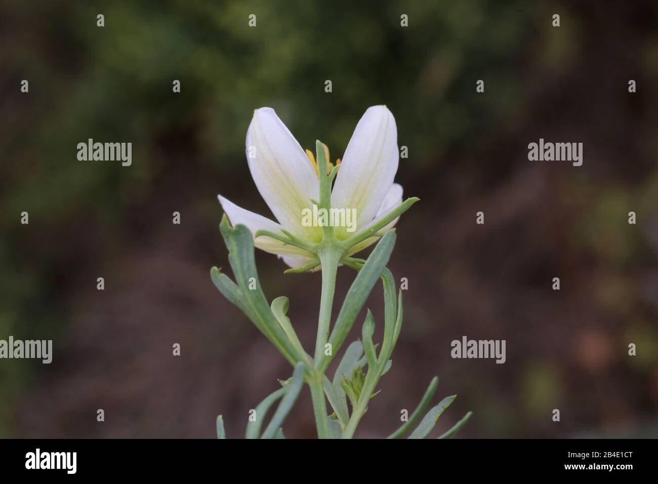Peganum harmala - Wild plant shot in summer Stock Photo - Alamy