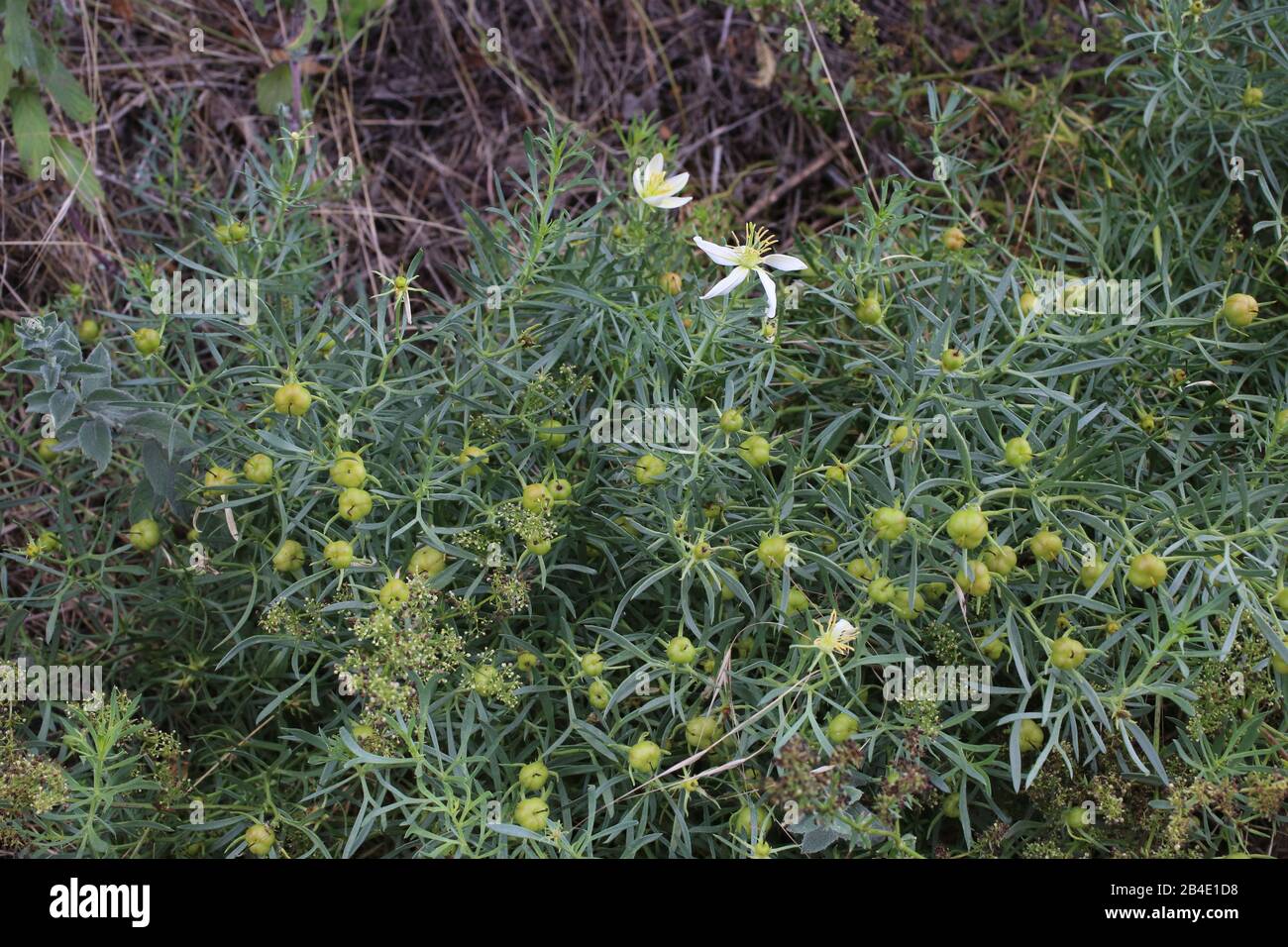 Peganum plant hi-res stock photography and images - Alamy