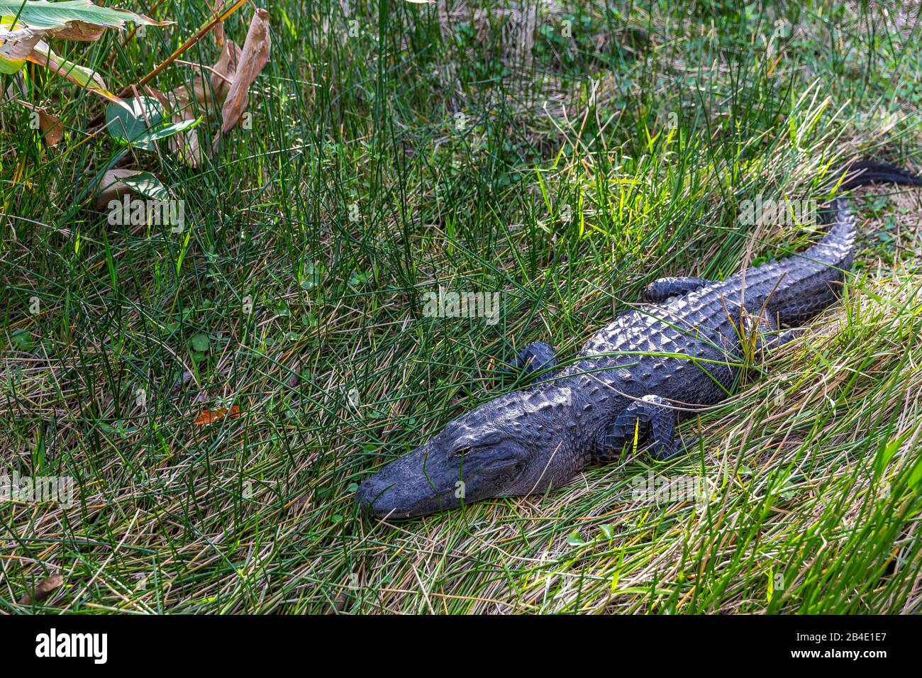 Alligatoren, (Alligator mississippiensis), Safari Park, Everglades ...