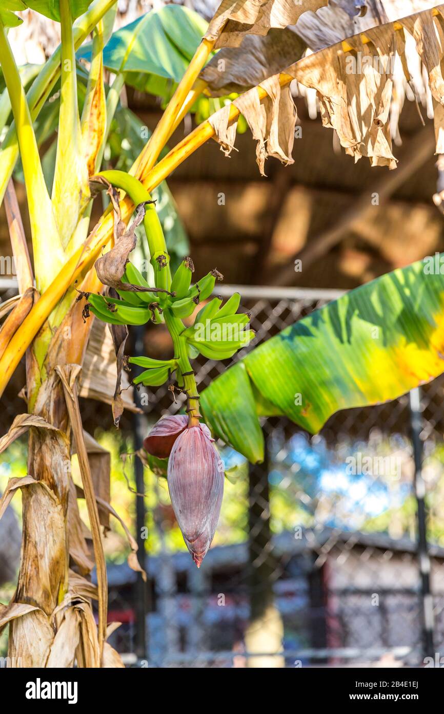 Bananenpalme mit Bananenblüte, Safari Park, Everglades-Nationalpark ...