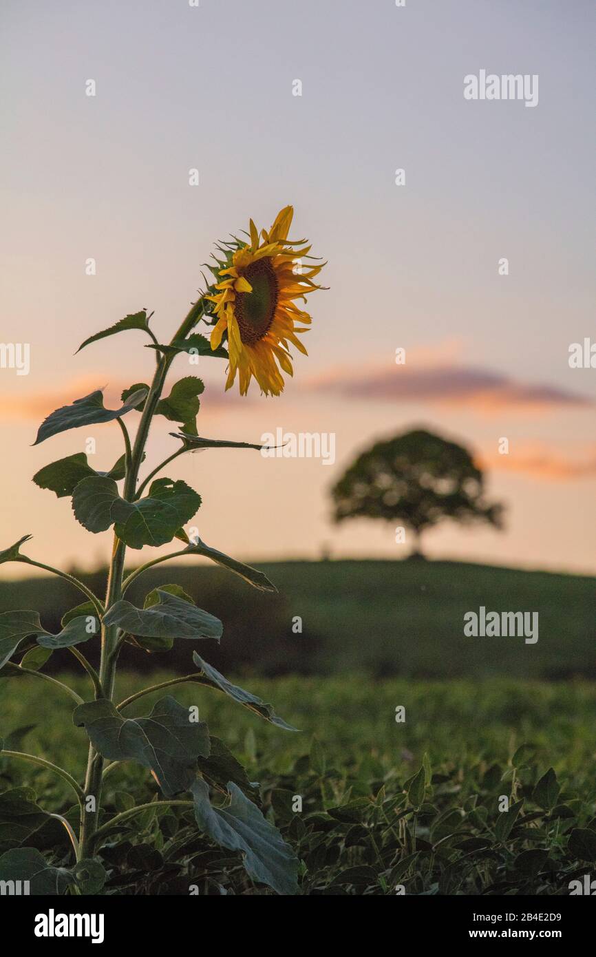 Evening sun sunflower hi-res stock photography and images - Alamy