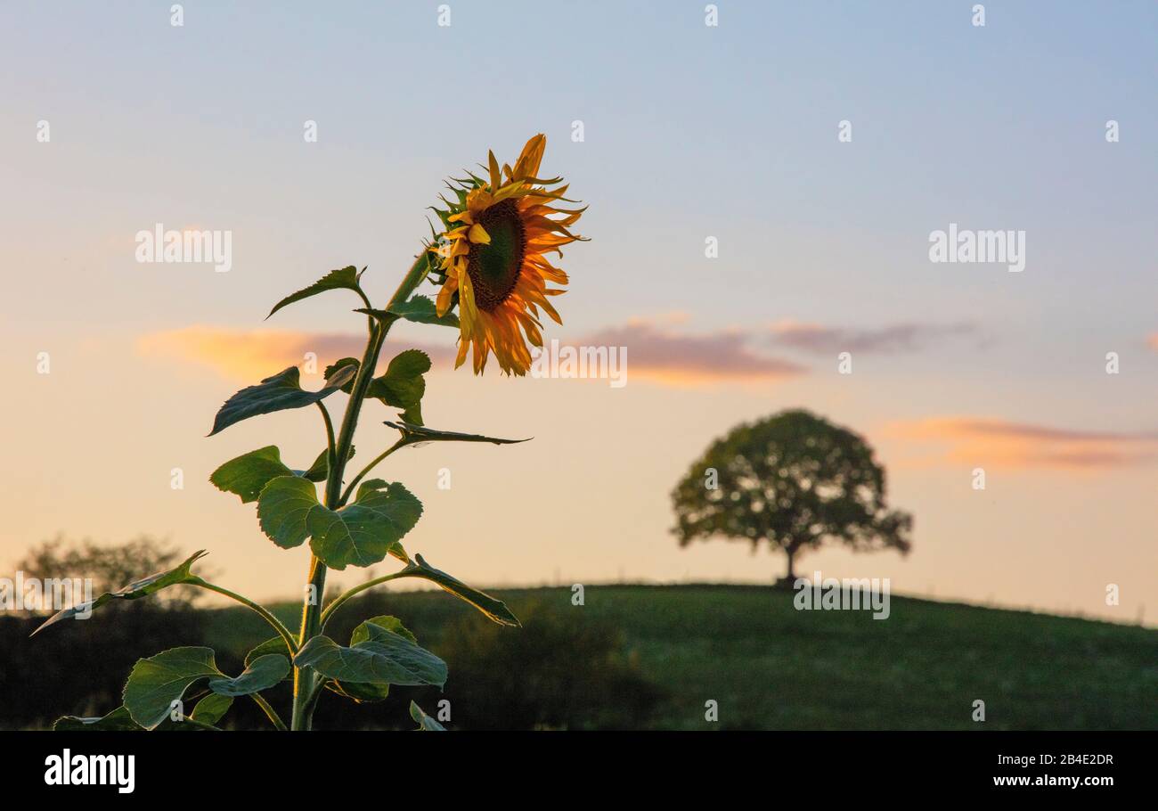 Sunflower tree hi-res stock photography and images - Alamy
