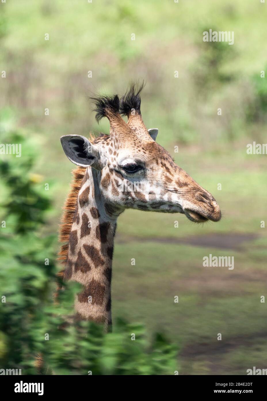 Giraffe foot hi-res stock photography and images - Alamy