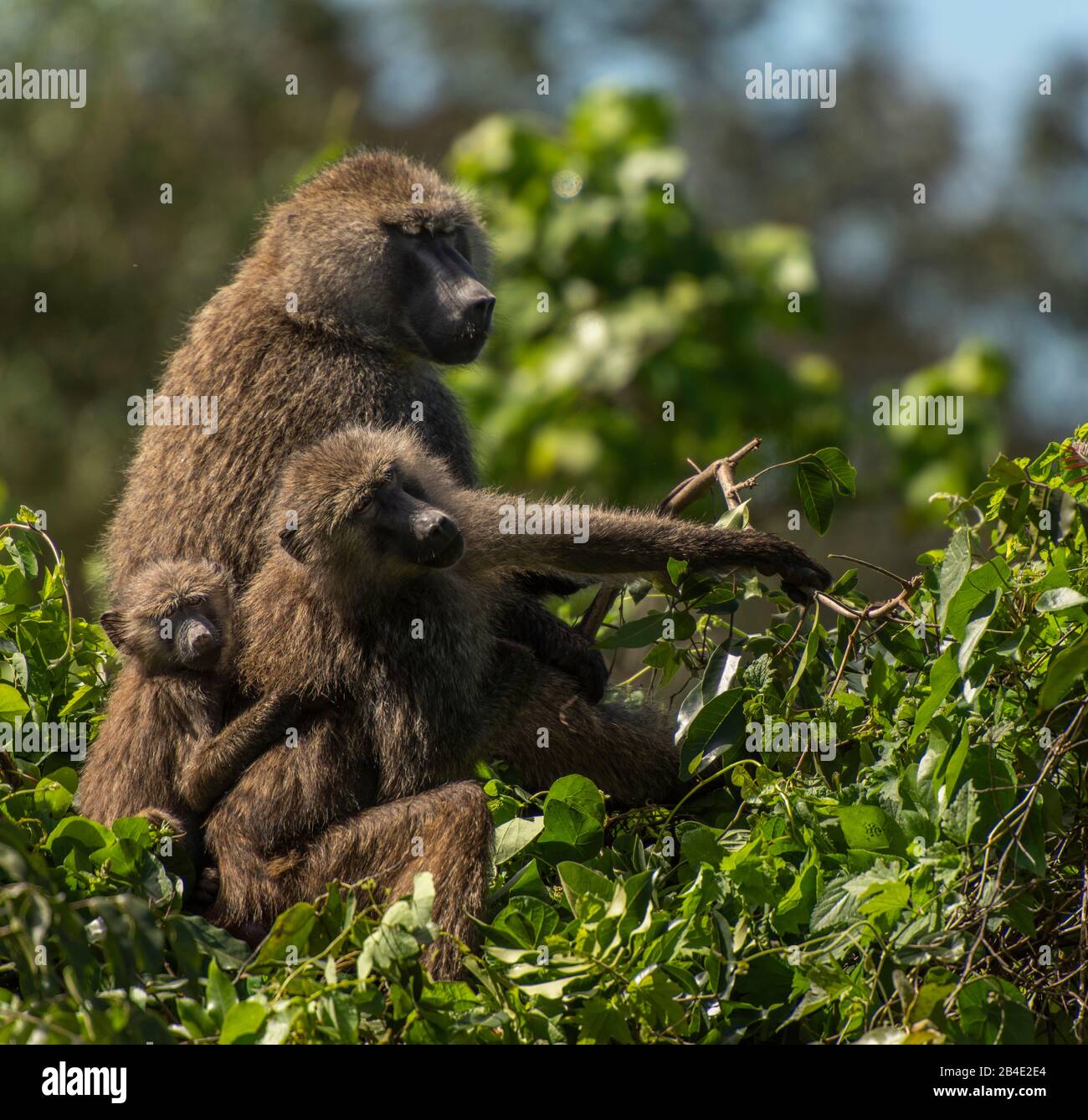 A foot, tent and jeep safari through northern Tanzania at the end of ...