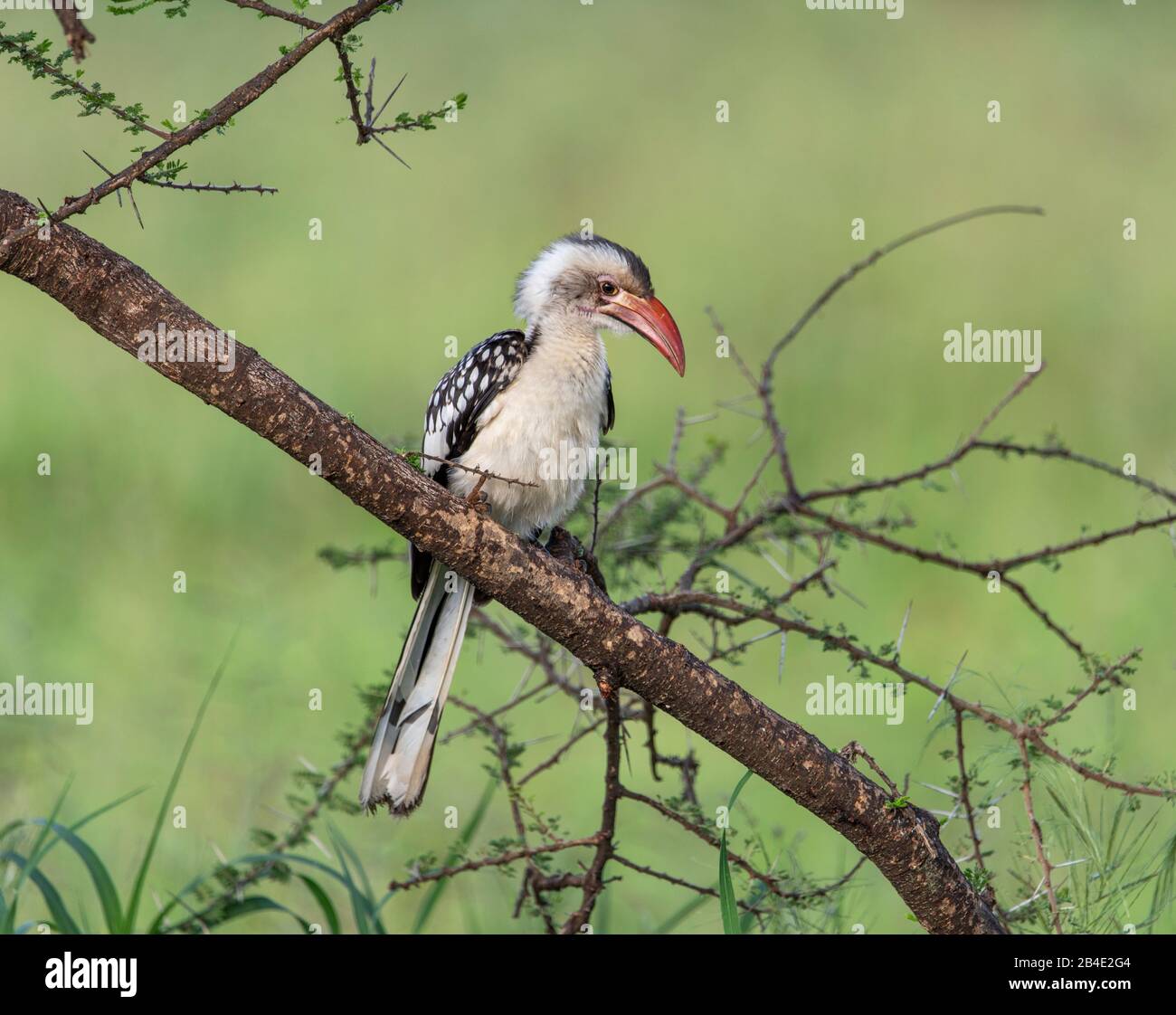 Hornbill bird foot hi-res stock photography and images - Alamy