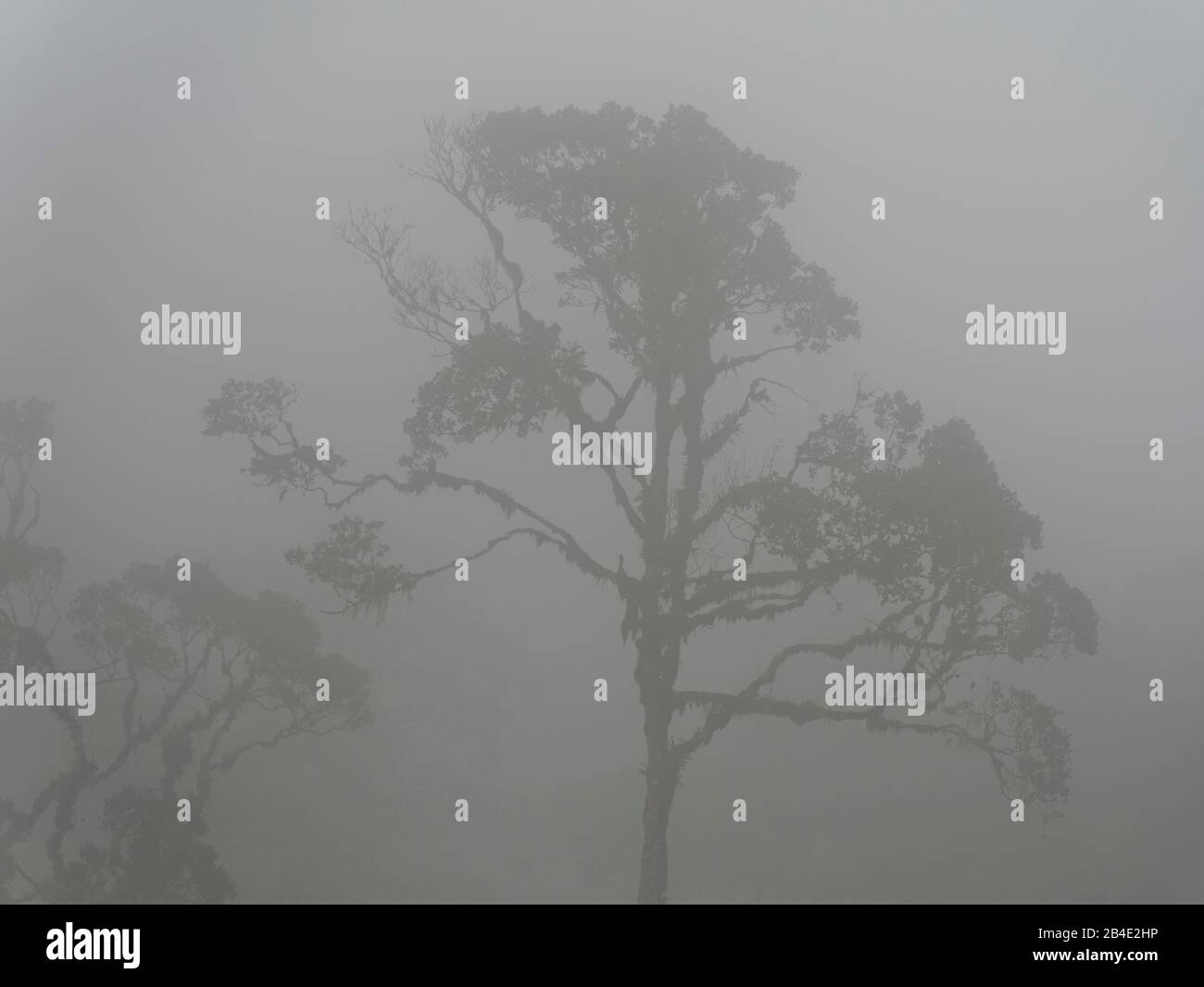 Northern hemisphere trees hi-res stock photography and images - Alamy
