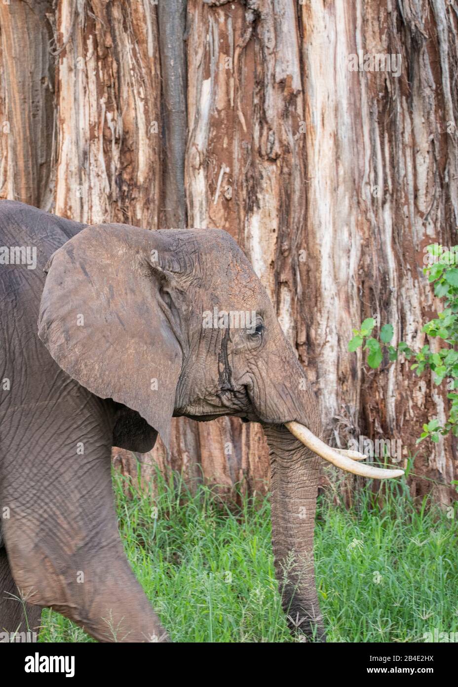 Elephant trunk tree hi-res stock photography and images - Alamy