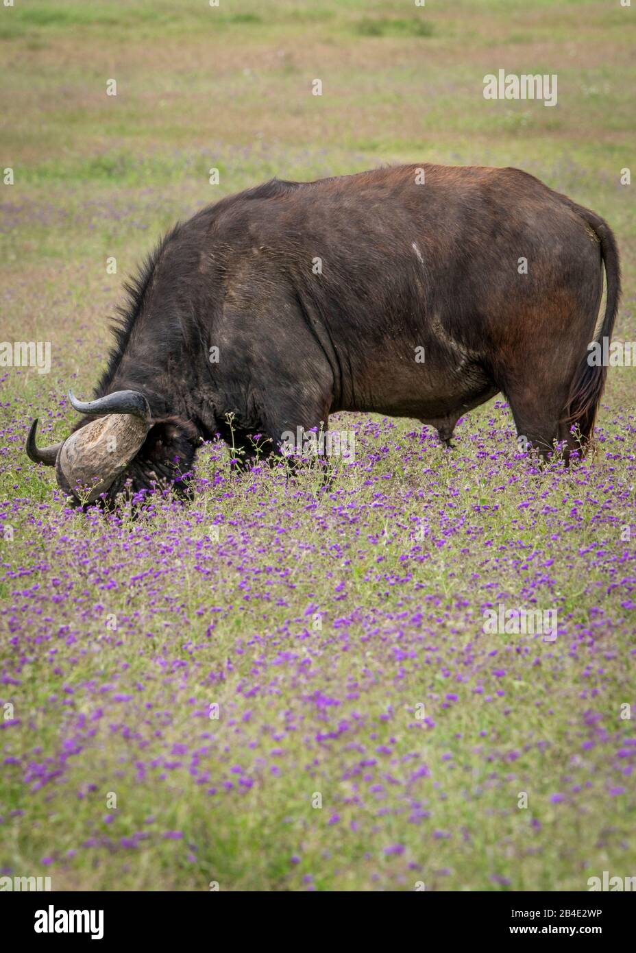 Buffalo foot hi-res stock photography and images - Alamy