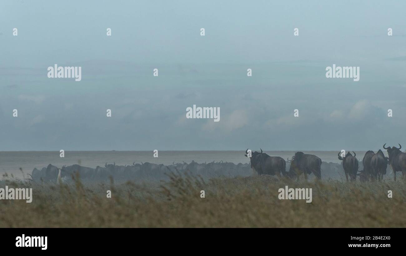 Tarangire migration hi-res stock photography and images - Alamy