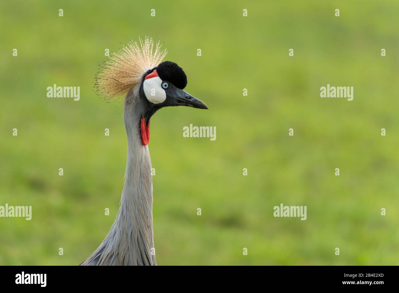 Crane foot hi-res stock photography and images - Alamy