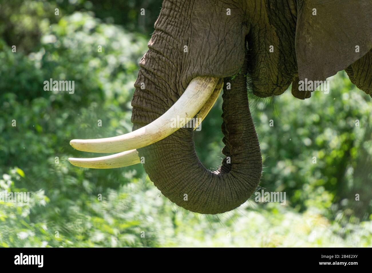 African elephant trunk end close up hi-res stock photography and images ...