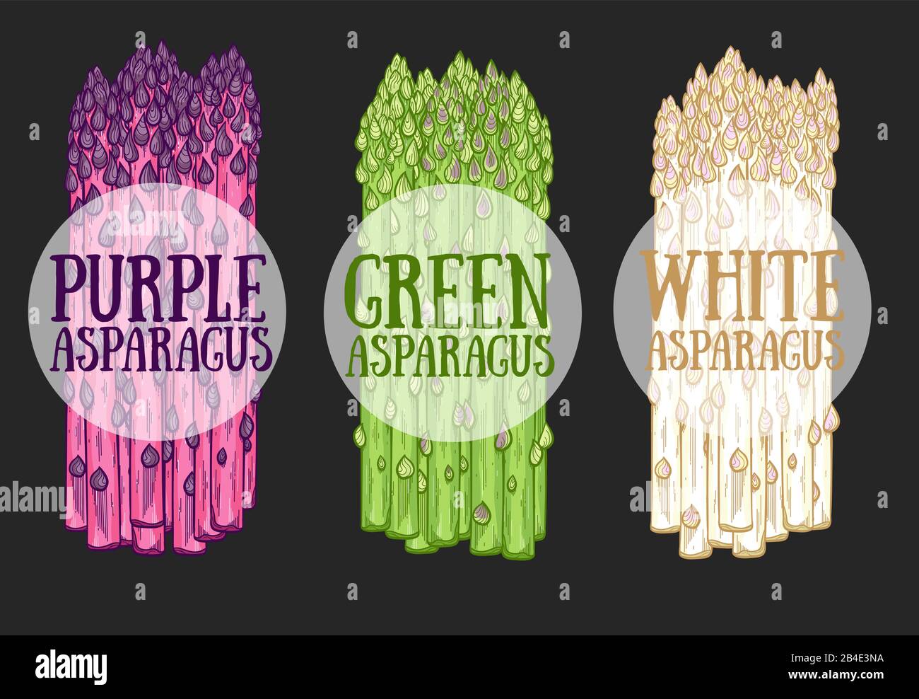 Organic asparagus farm food vector illustration Stock Vector Image ...