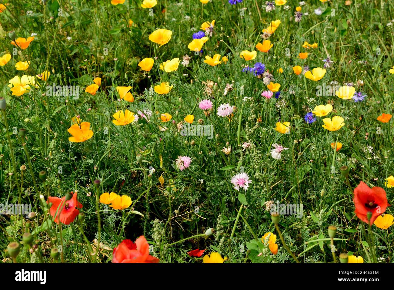 Europe, Germany, wildflower meadow Stock Photo - Alamy
