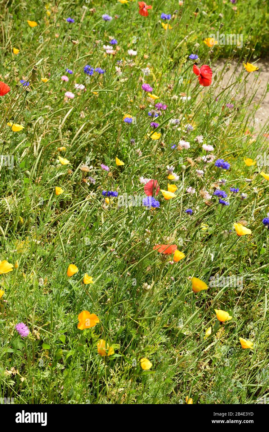 Europe, Germany, wildflower meadow Stock Photo - Alamy