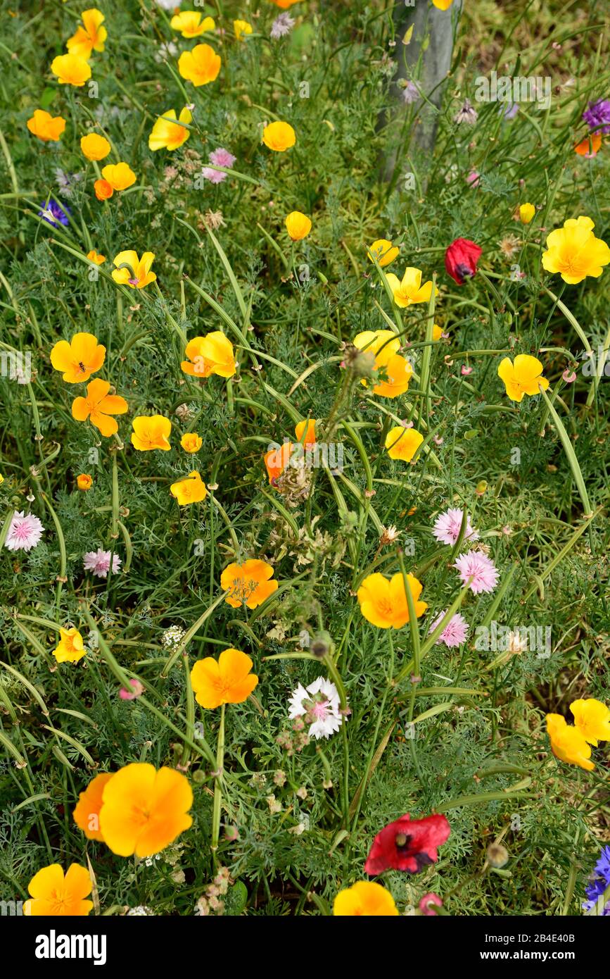 Europe, Germany, wildflower meadow Stock Photo - Alamy