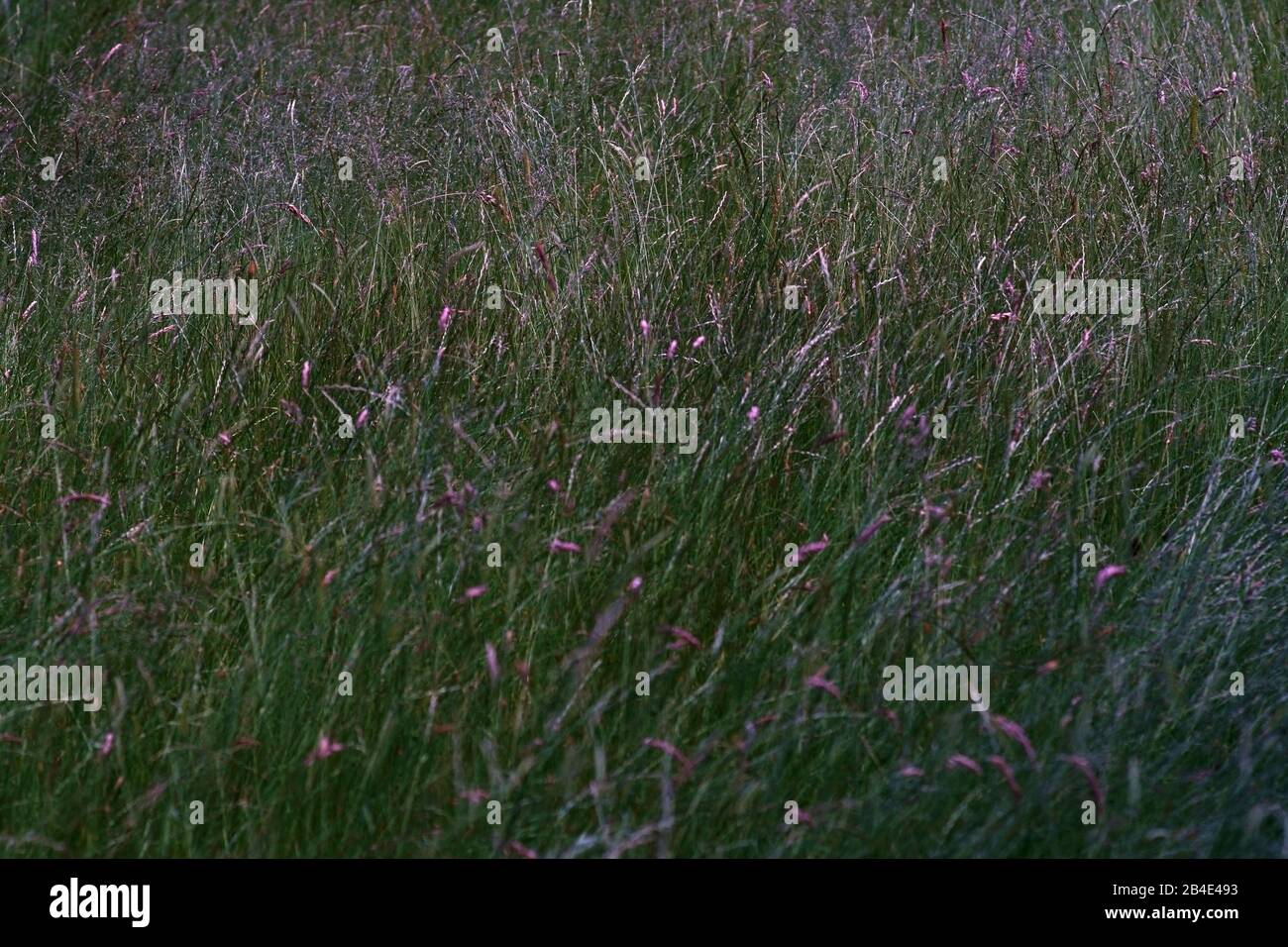Panicle grasses hi-res stock photography and images - Alamy