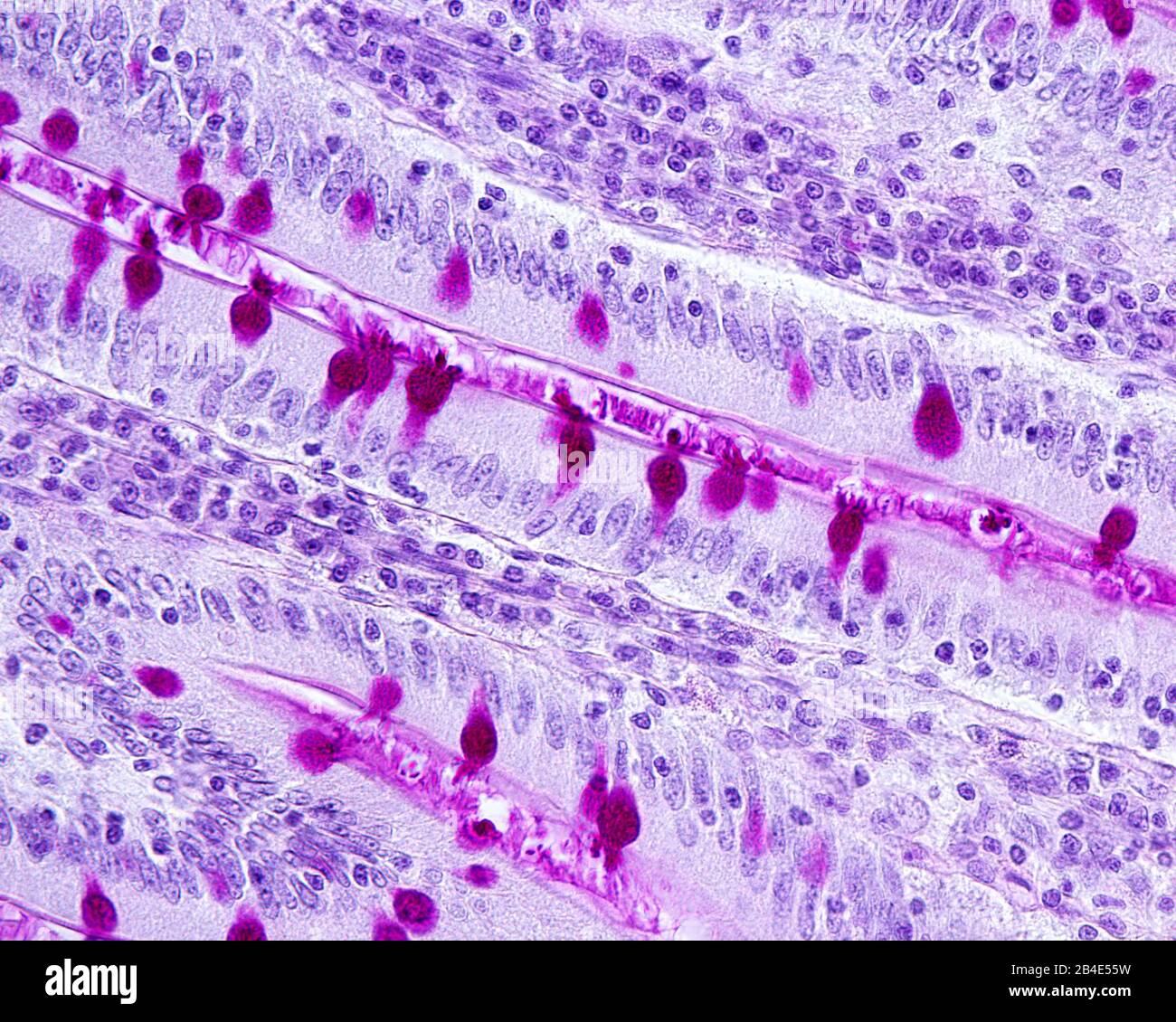 Wall of the small intestine stained with PAS technique. Goblet cells ...
