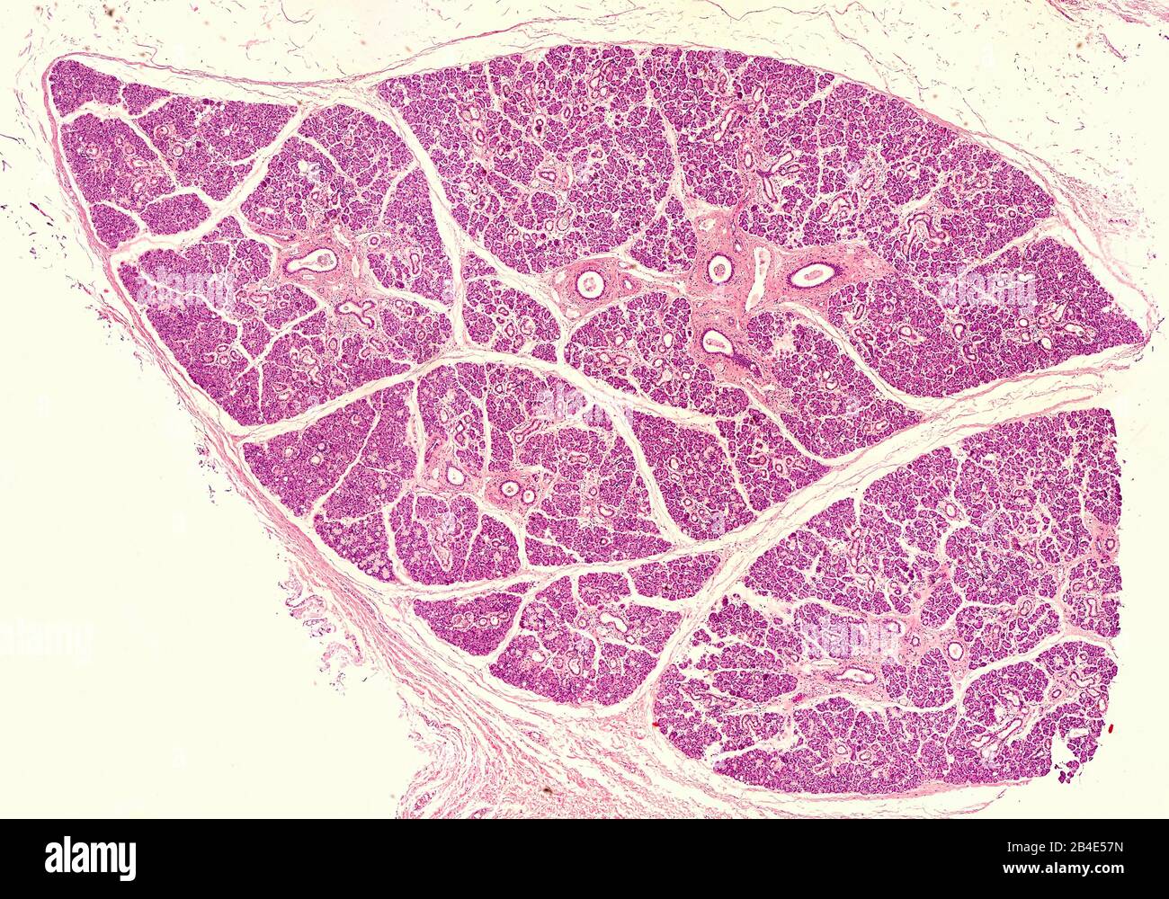 Submandibular gland hi-res stock photography and images - Alamy