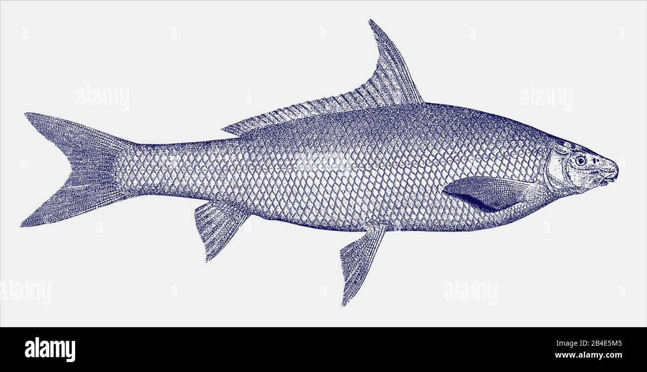 Blue sucker, cycleptus elongatus, a freshwater fish from the united ...