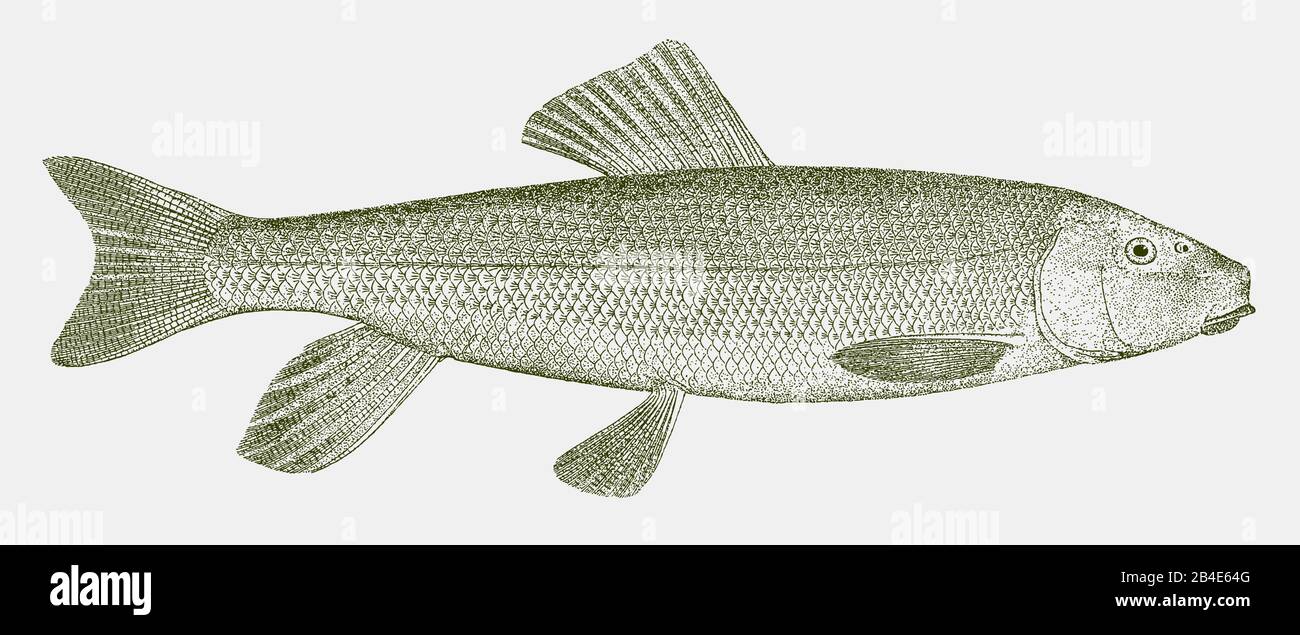 Catostomus commersonii Stock Vector Images - Alamy
