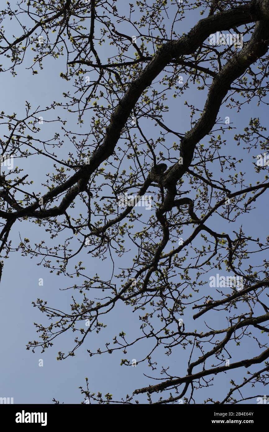 Spring budding oak tree hi-res stock photography and images - Alamy