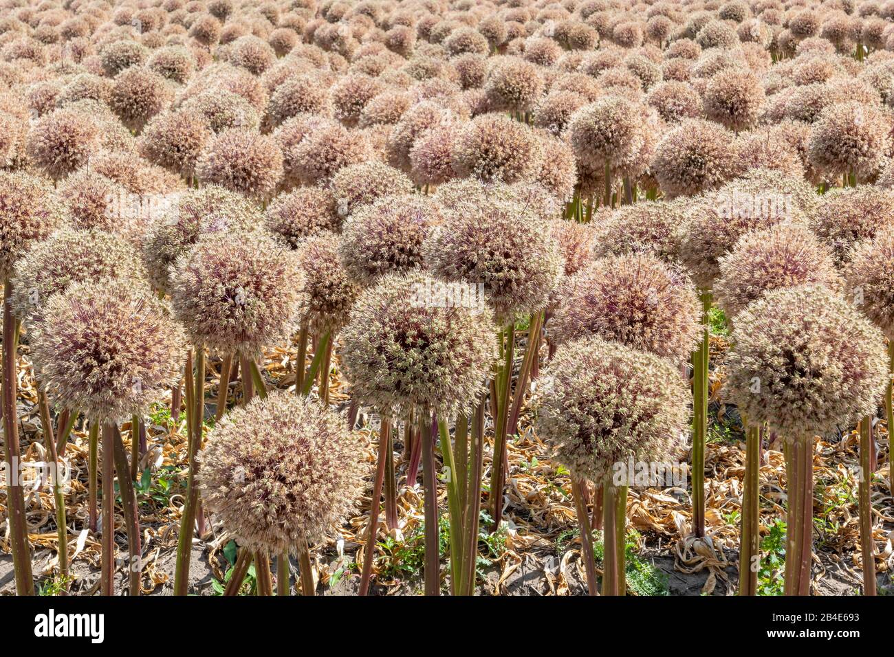 Alium hi-res stock photography and images - Alamy