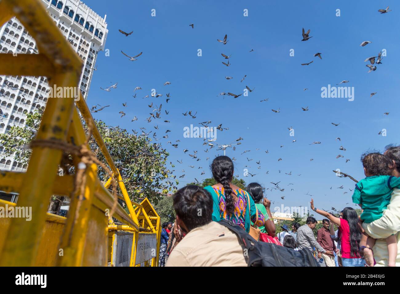 India, Maharashtra, Mumbai, pigeon swarm flies Stock Photo - Alamy