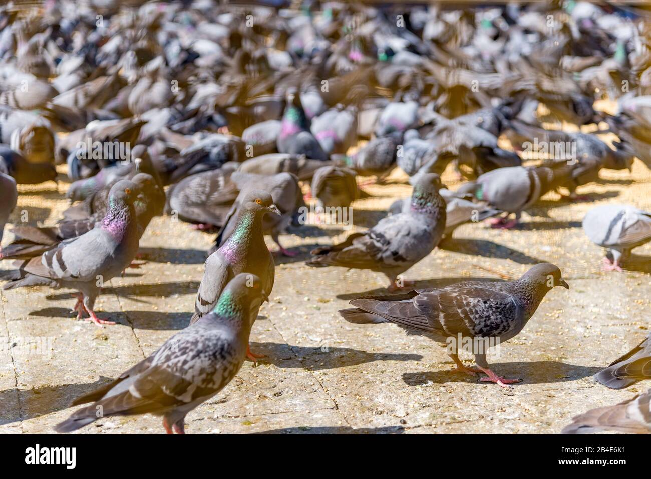 a lot of pigeons Stock Photo - Alamy
