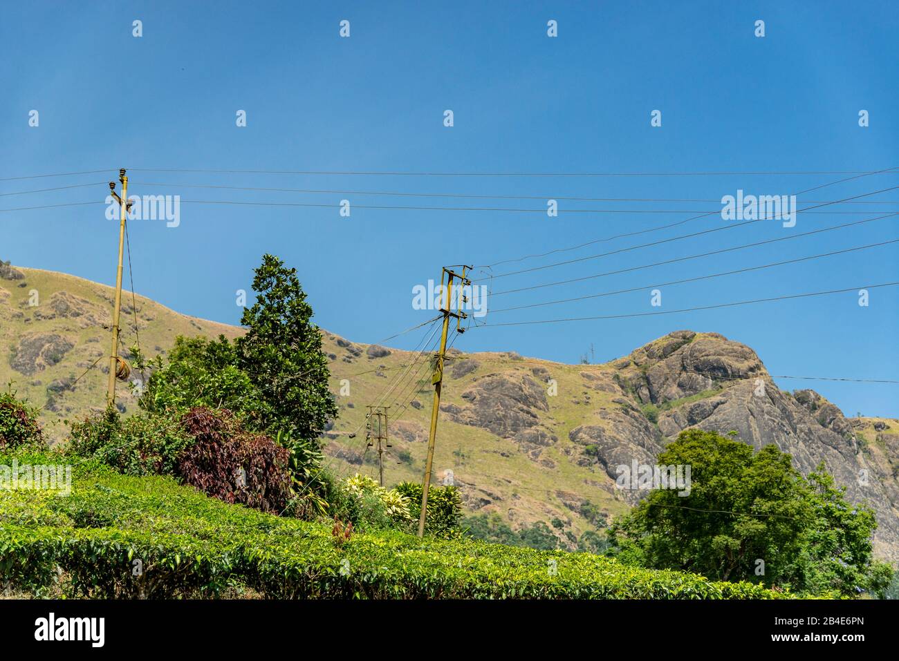 India, Kerala, Munnar, tea plantation, landscape Stock Photo - Alamy