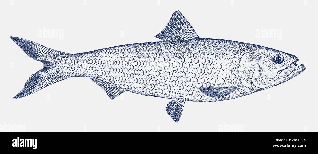 Gulf of mexico marine Stock Vector Images - Alamy