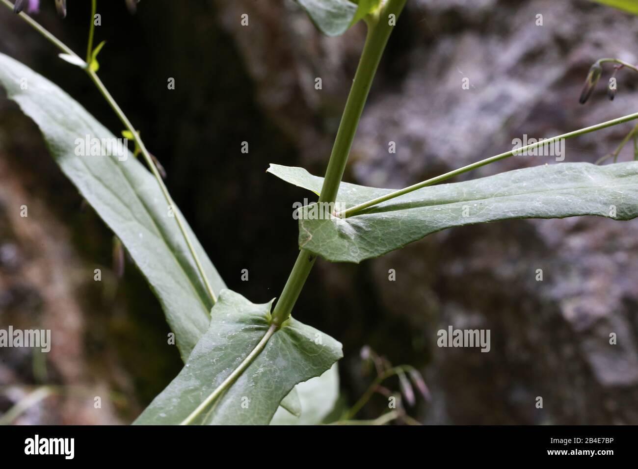 Prenanthes purpurea hi-res stock photography and images - Alamy