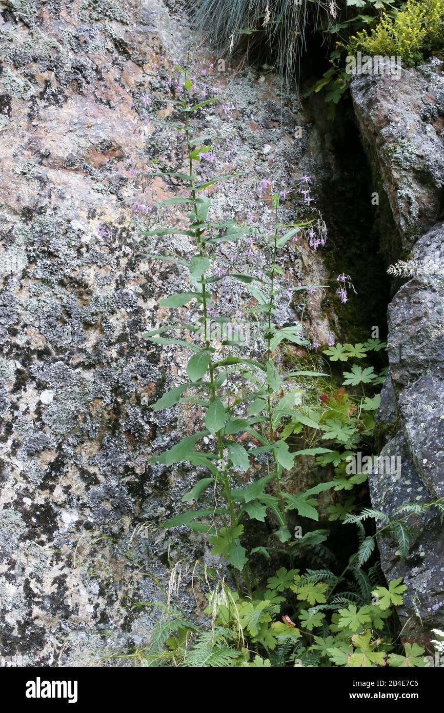 Prenanthes purpurea - Wild plant shot in summer Stock Photo - Alamy