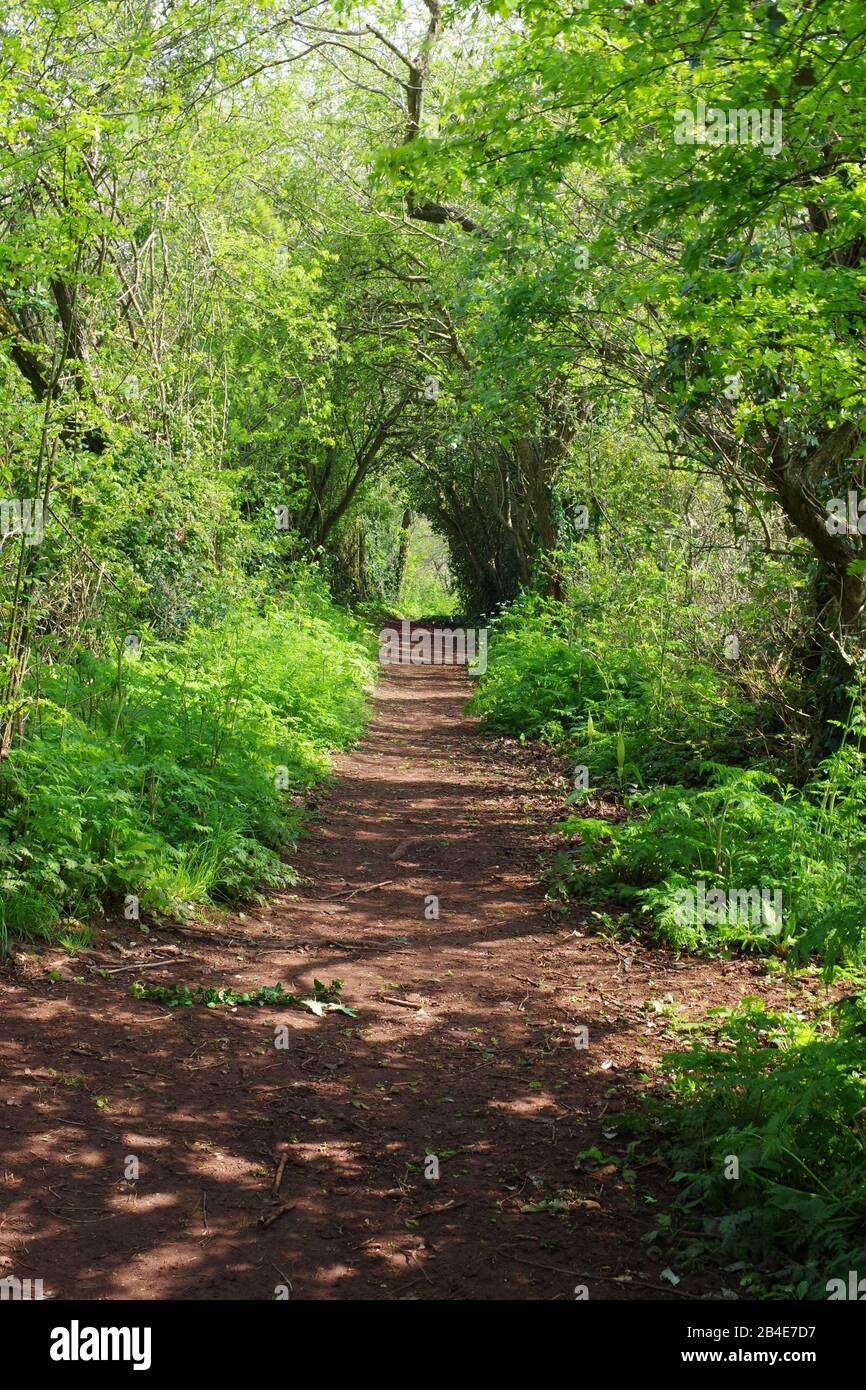 Hedgerow Tunnel Path through Fresh Green Spring Growth. Country Path ...