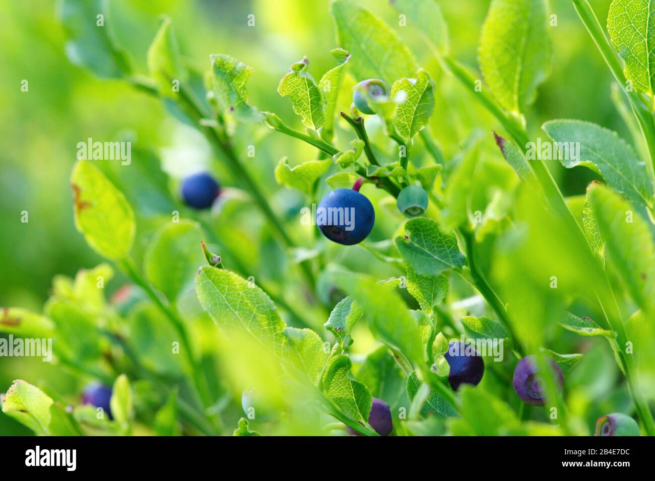 Bilberries hi-res stock photography and images - Alamy