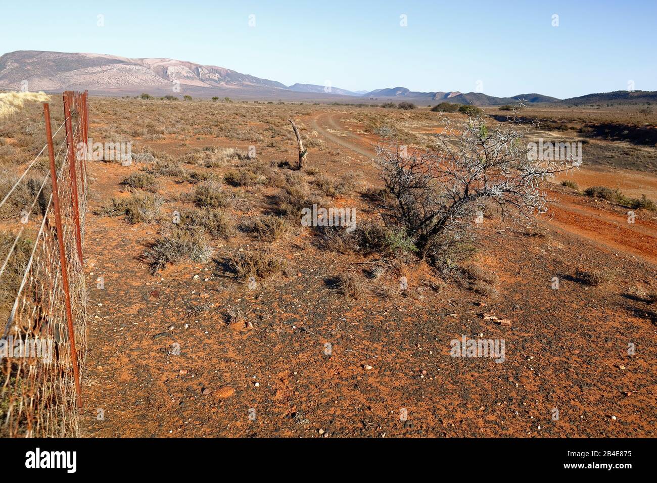Thorn bush cape south africa hi-res stock photography and images - Alamy