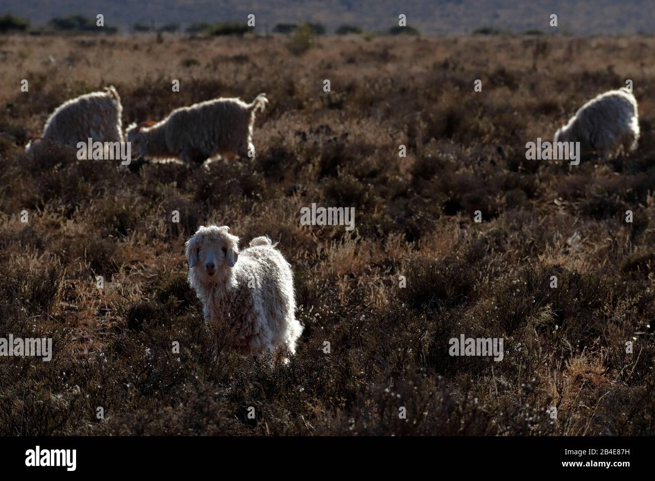 Angora goat africa hi-res stock photography and images - Alamy