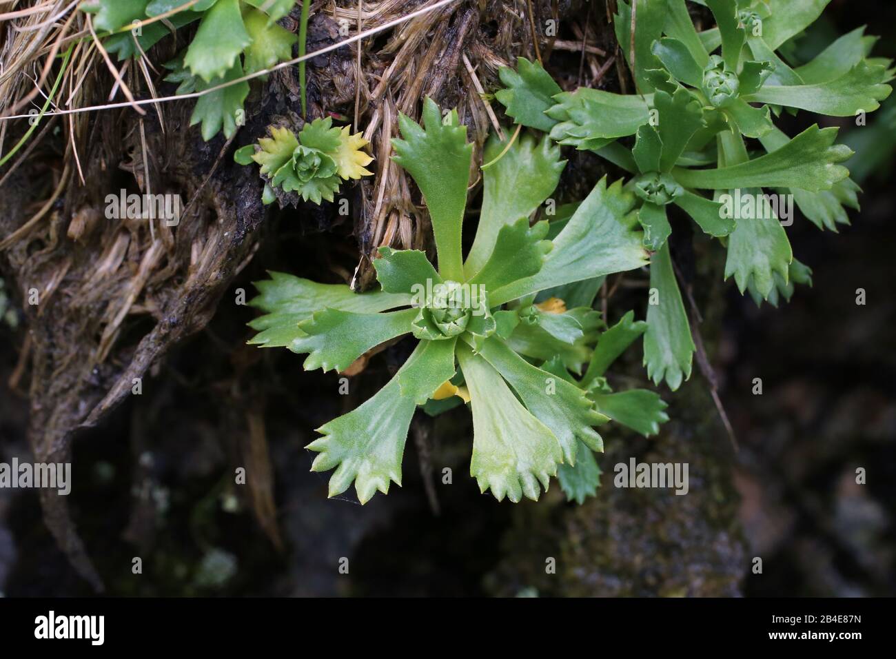 Primula minima hi-res stock photography and images - Alamy