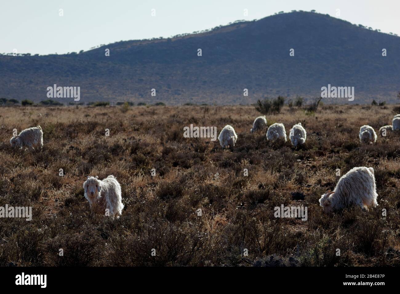 Angora goat south africa hi-res stock photography and images - Alamy