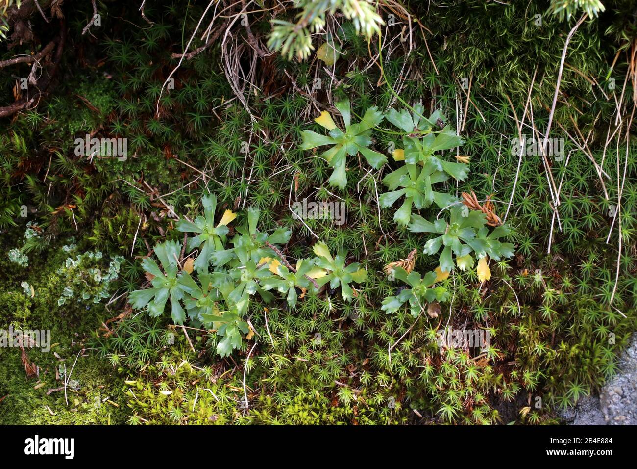 Primula minima - Wild plant shot in summer Stock Photo - Alamy