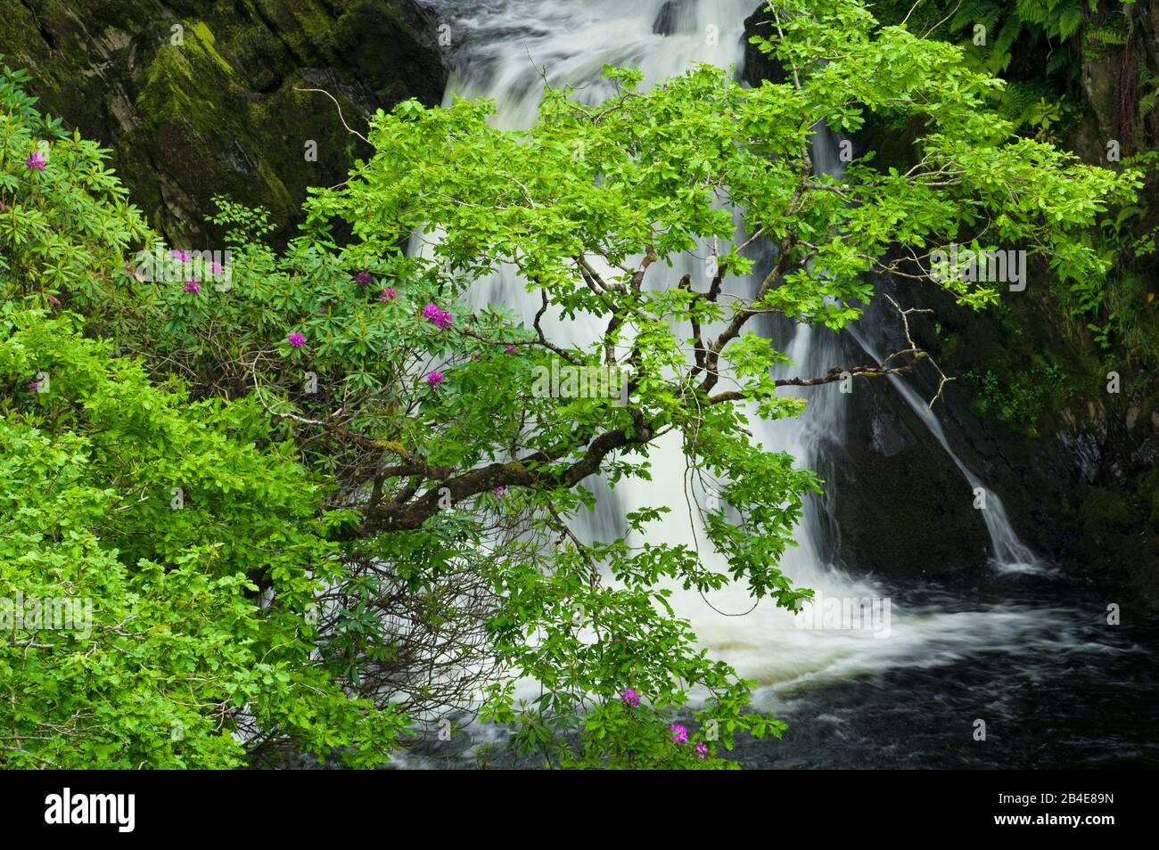 Great Britain, Wales, Cambrian Mountains, Mynach Falls waterfall at ...